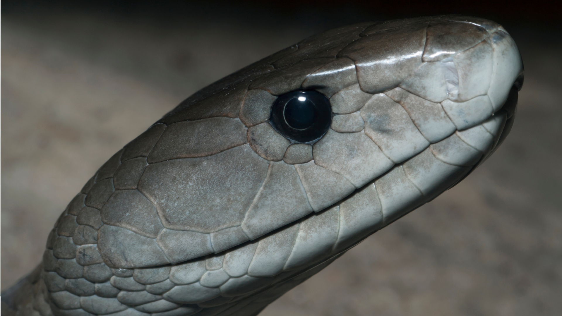 Mamba Negra: A cobra que mata em minutos - Jornal da Fronteira ...