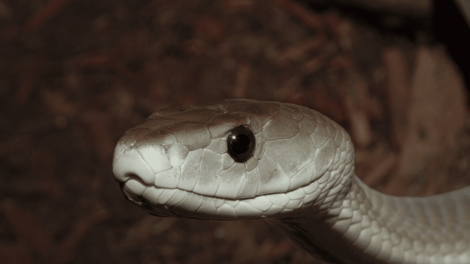 Mamba Negra: A cobra que mata em minutos - Jornal da Fronteira ...