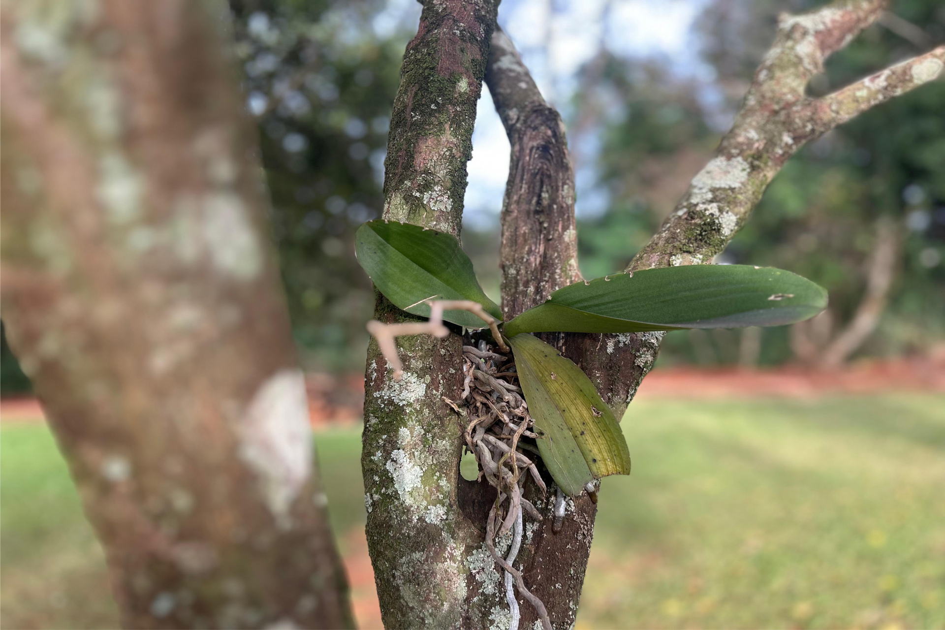 Plantas que vivem nas árvores: descubra a beleza das epífitas no seu ...