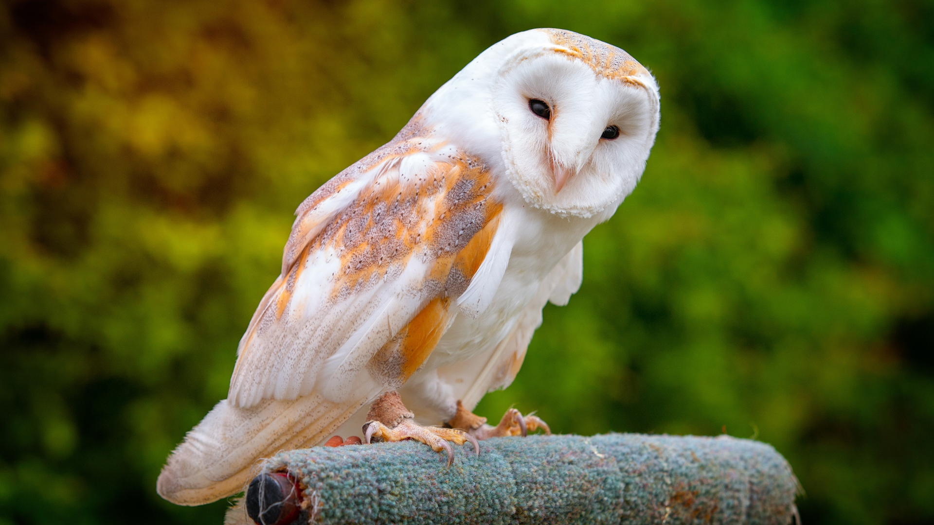 Corujas: 12 curiosidades fascinantes sobre as aves que simbolizam ...