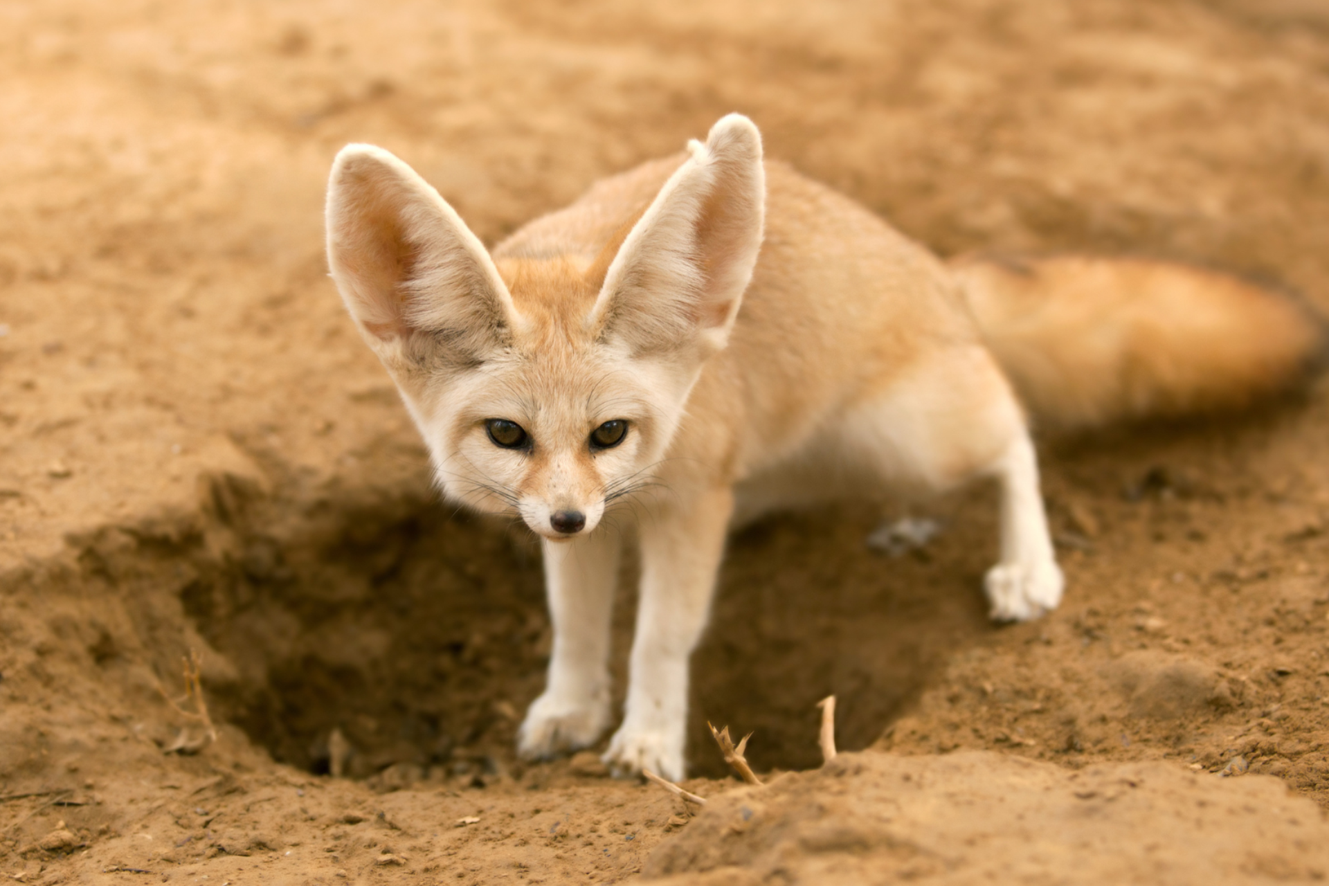 Raposas: 12 curiosidades fascinantes sobre o animal que mistura ...